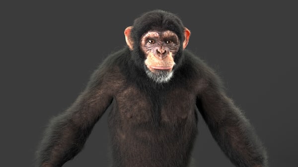 3d model realistic chimp
