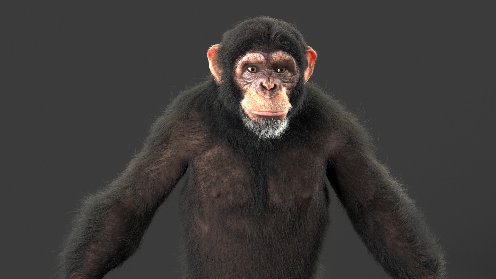 3d model realistic chimp