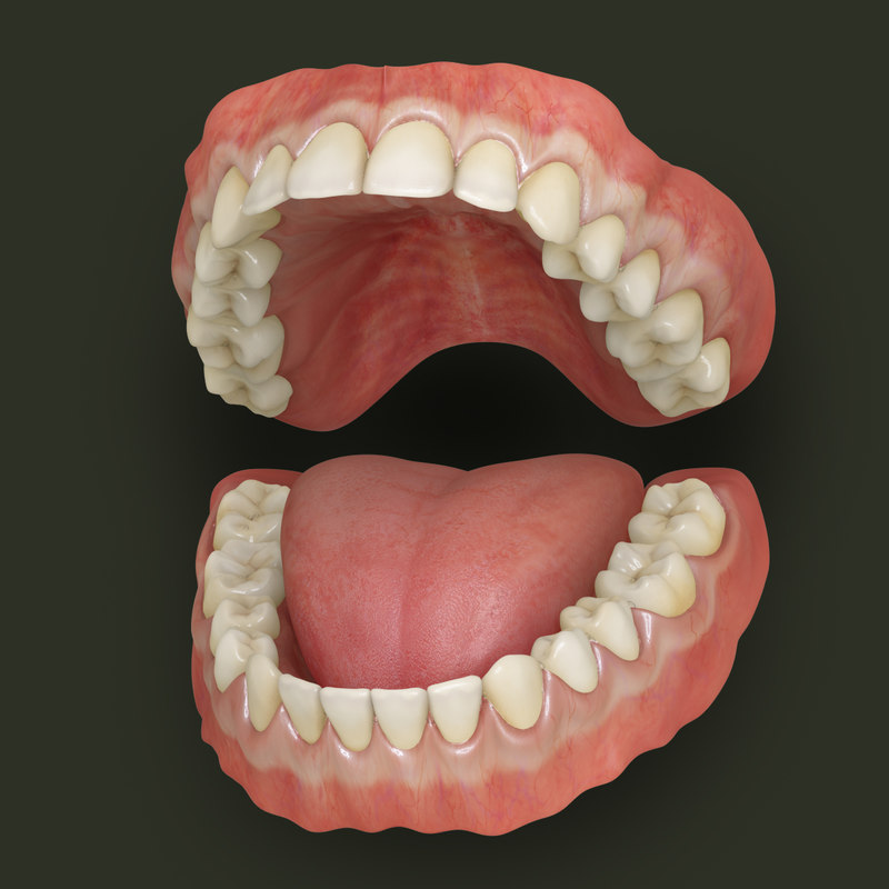 Klassisches menschliches Gebiss 3D-Modell - TurboSquid 1065295