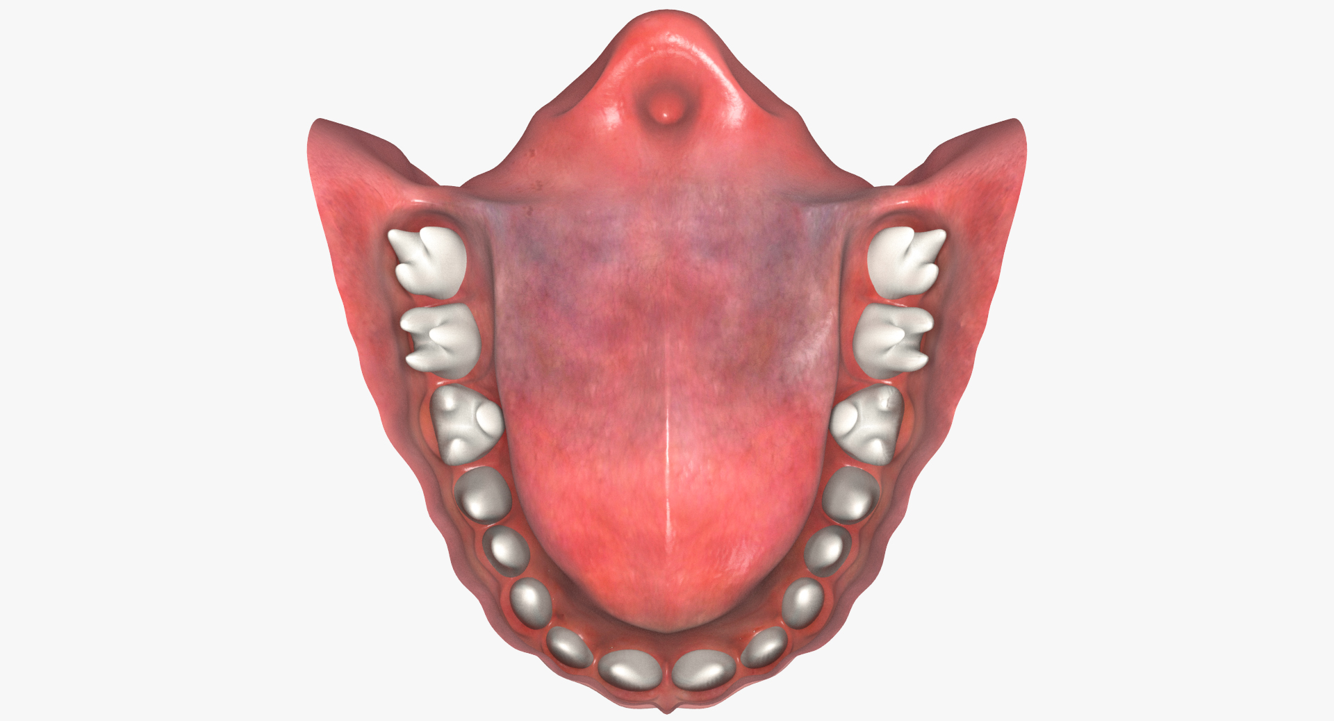 3d model jaw
