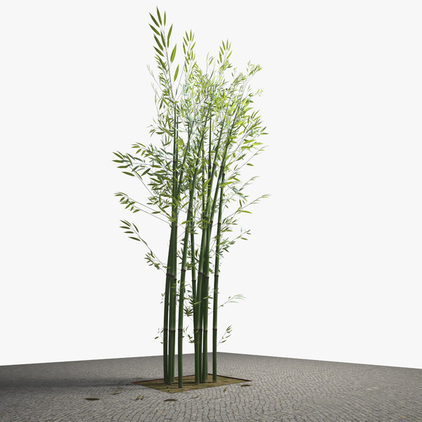 Plant bamboo tree 3D model - TurboSquid 1357448
