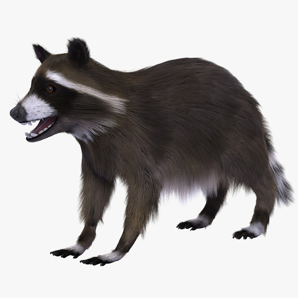 3D Raccoon Models | TurboSquid