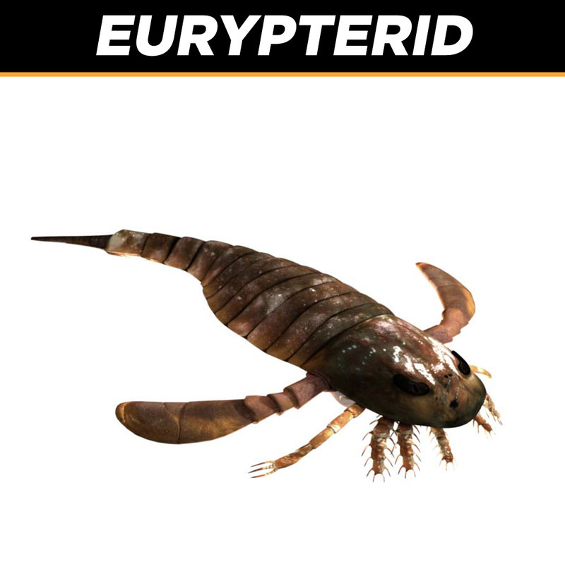 eurypterid 3d model