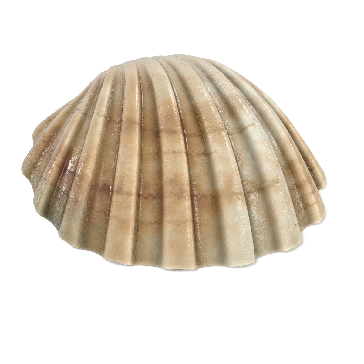 seashells shell 3d model