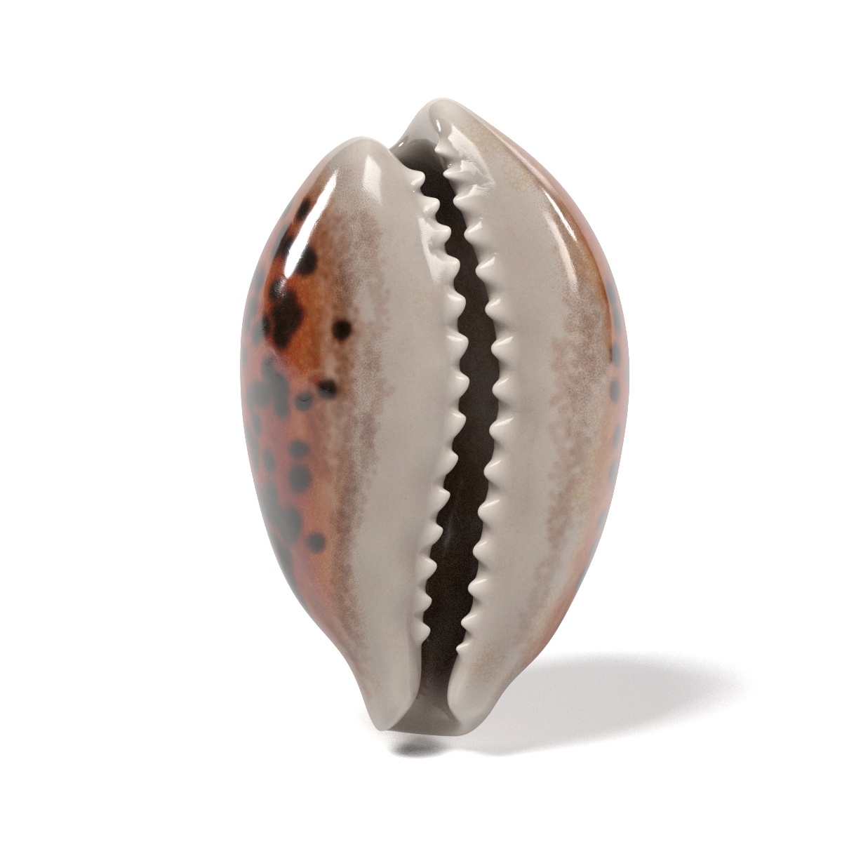 seashells shell 3d model