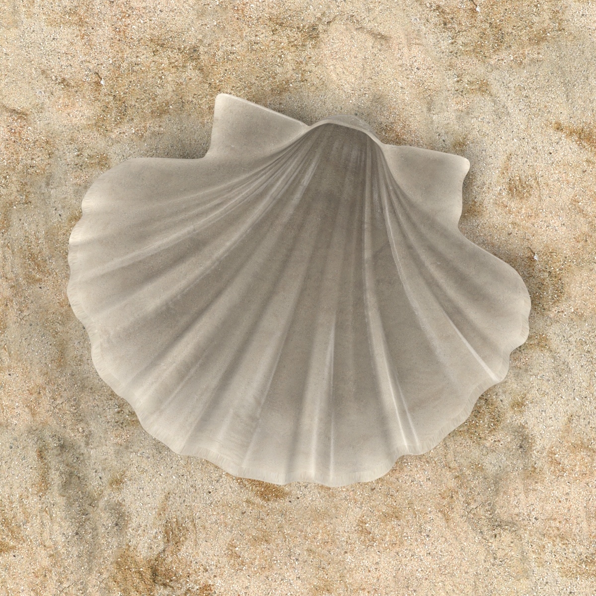 pecten albicans 3d model