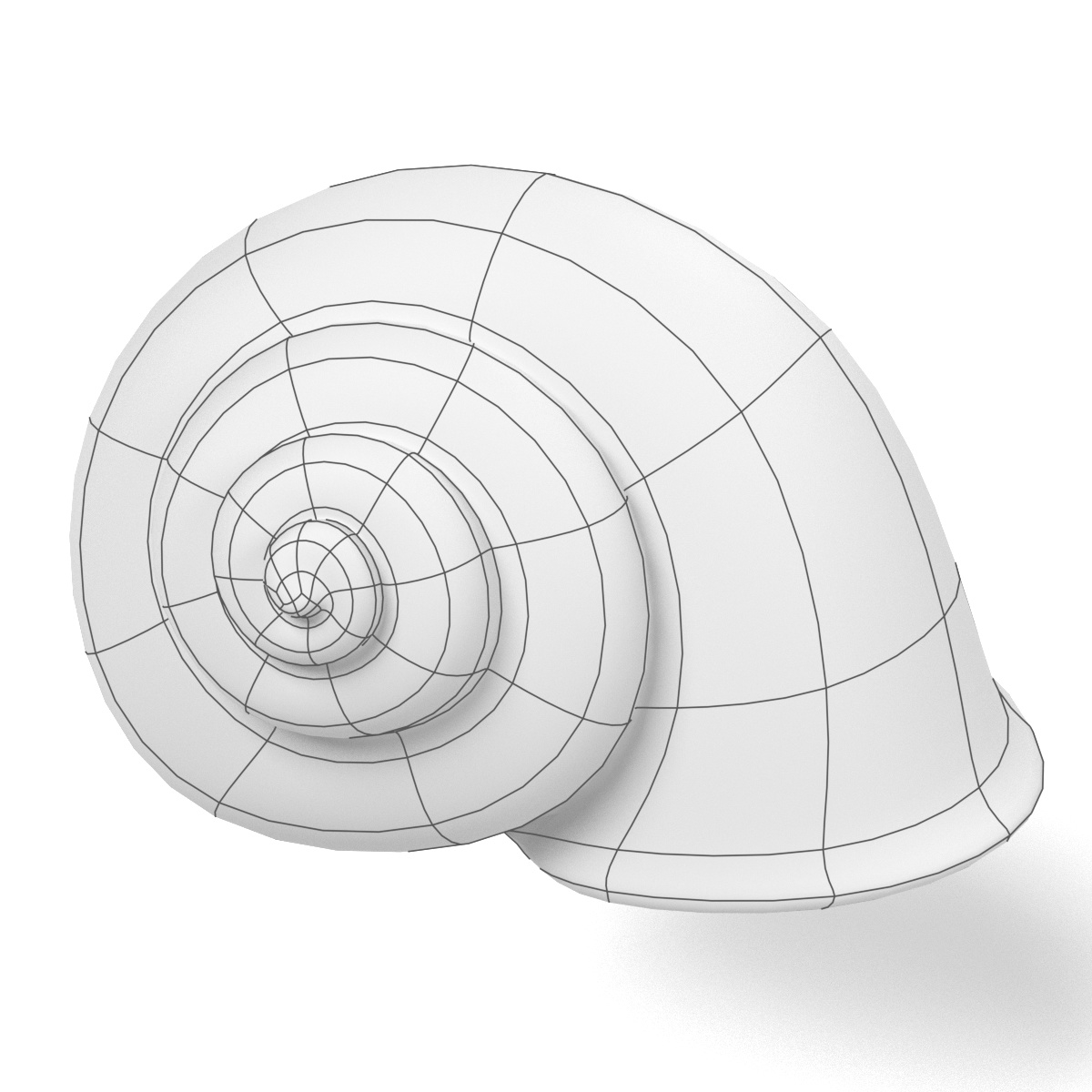 seashells shell 3d model