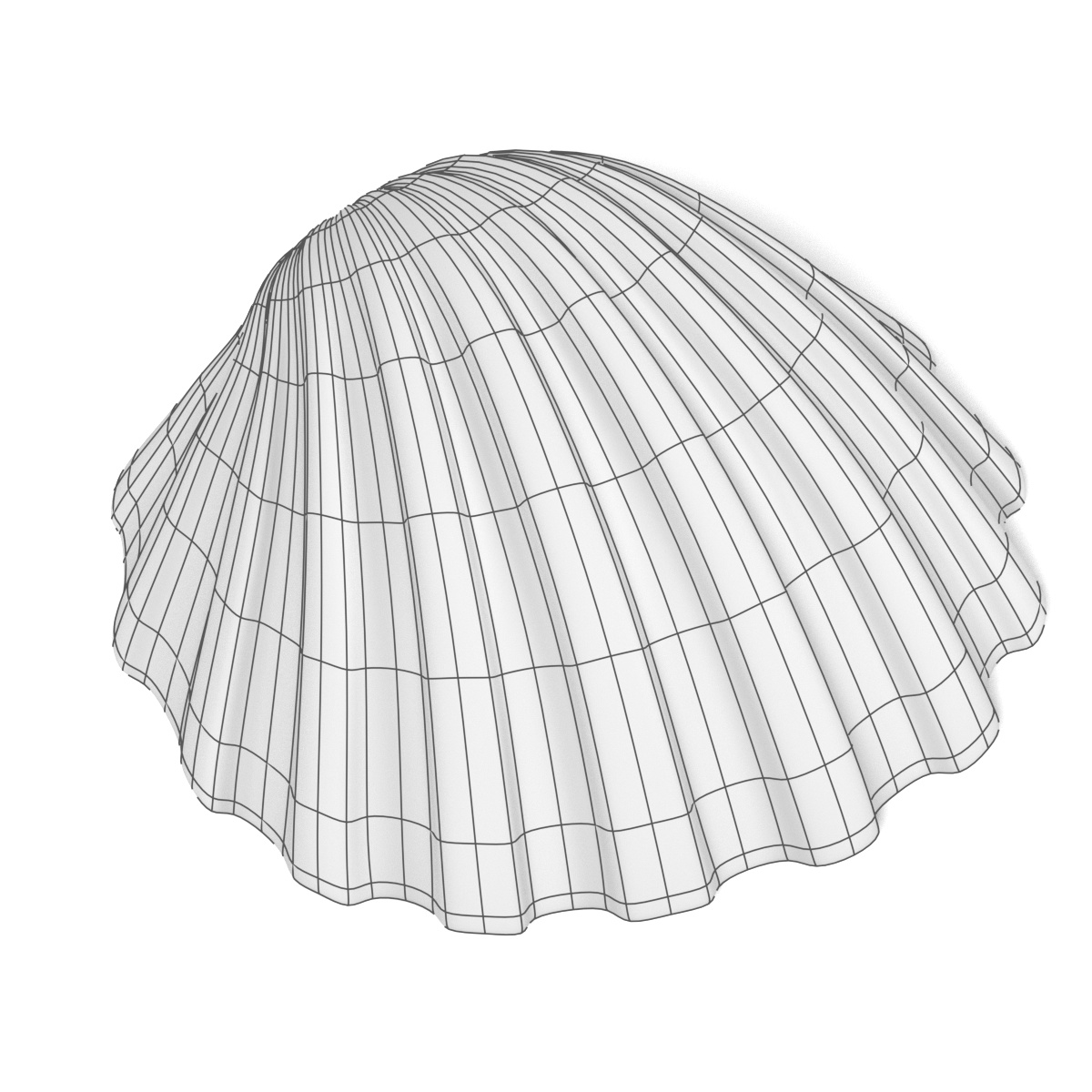 seashells shell 3d model