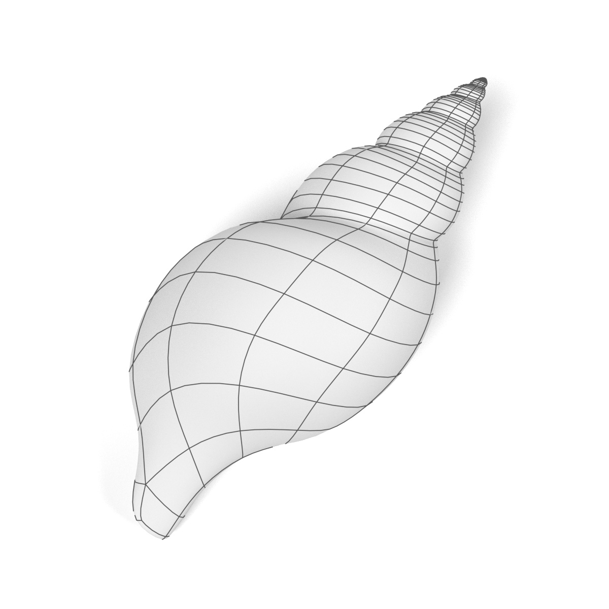 seashells shell 3d model