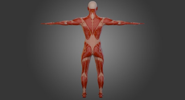 3d model human rigged