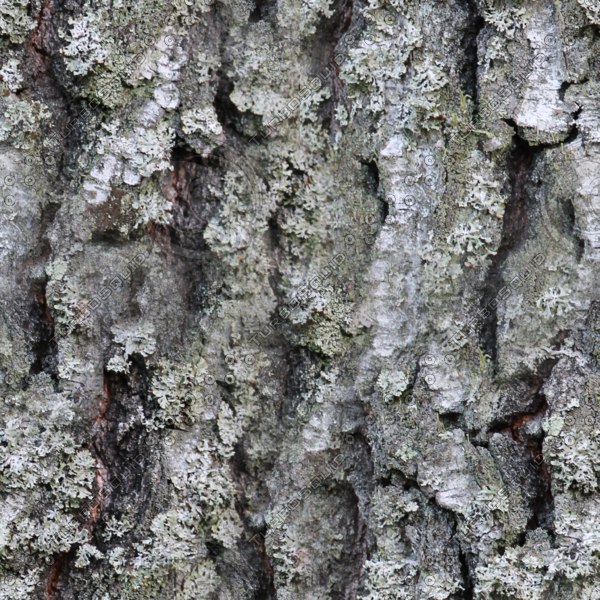 Texture forest Wood tileable