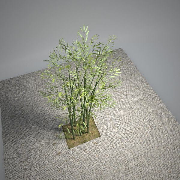 3d exterior bamboo tree