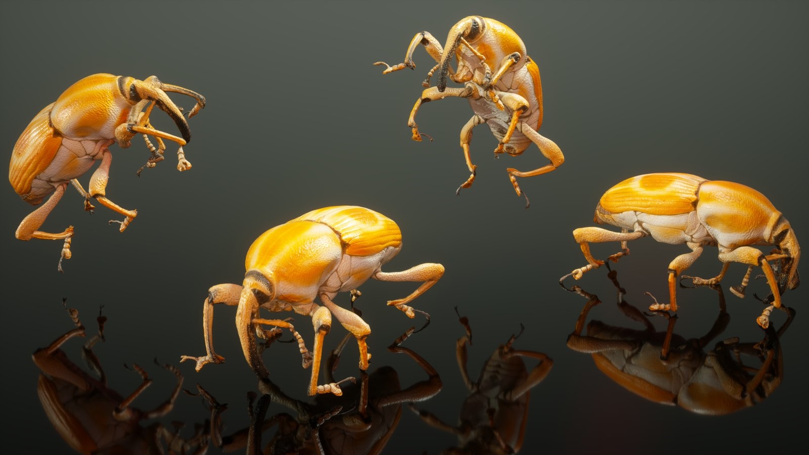 3d model insect master