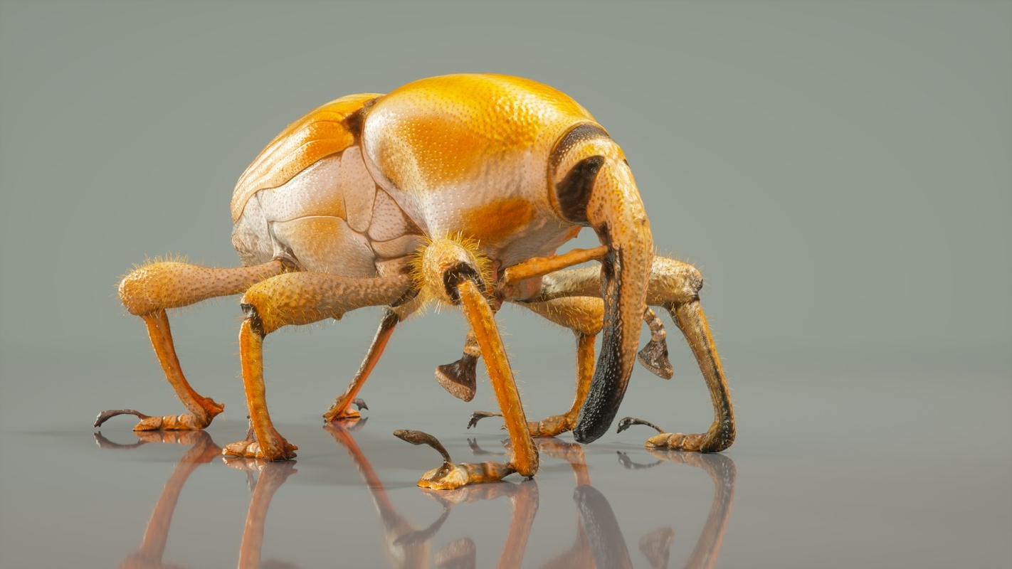 3d model insect master