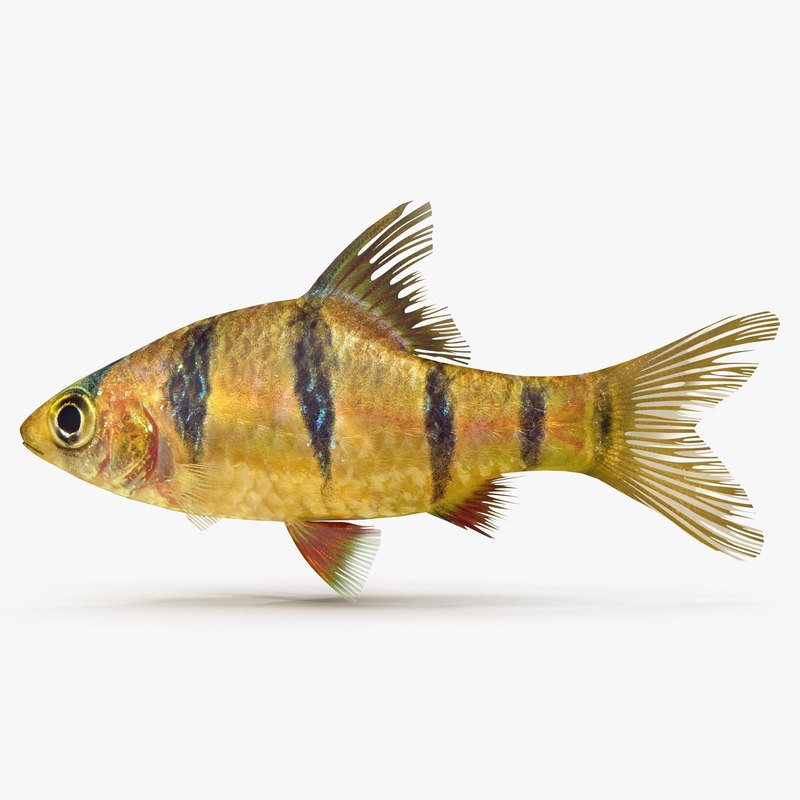 3ds tiger barb
