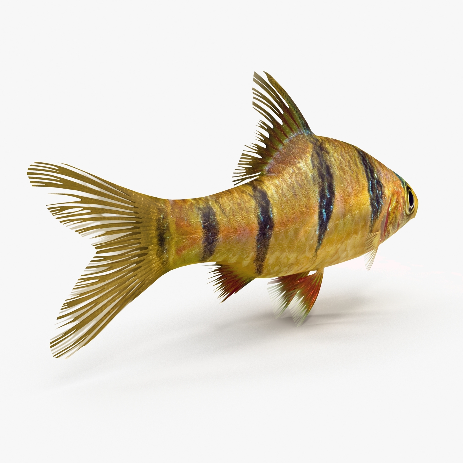 3ds tiger barb