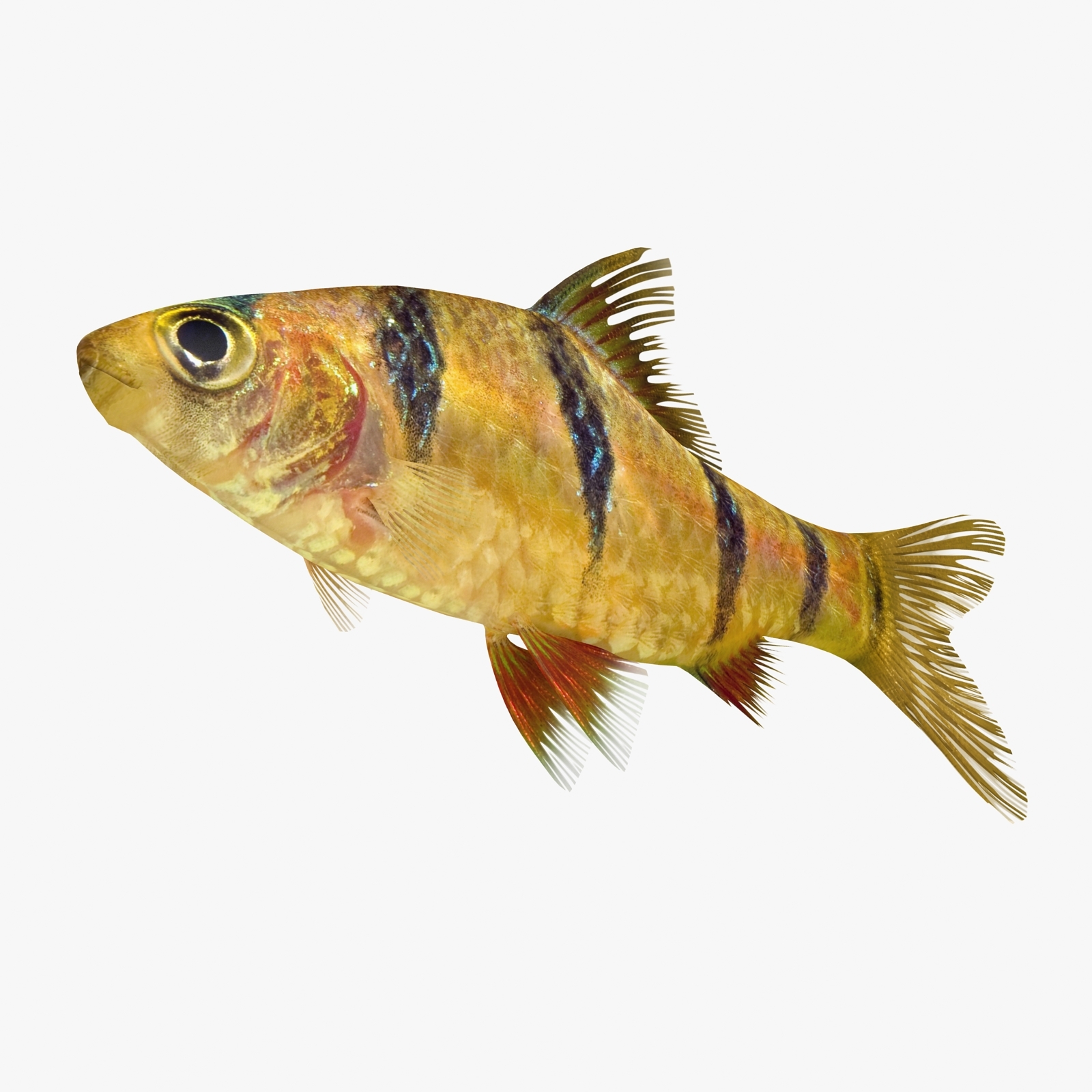 3ds tiger barb
