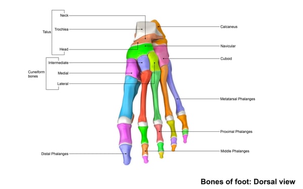 3d human foot bones anatomy