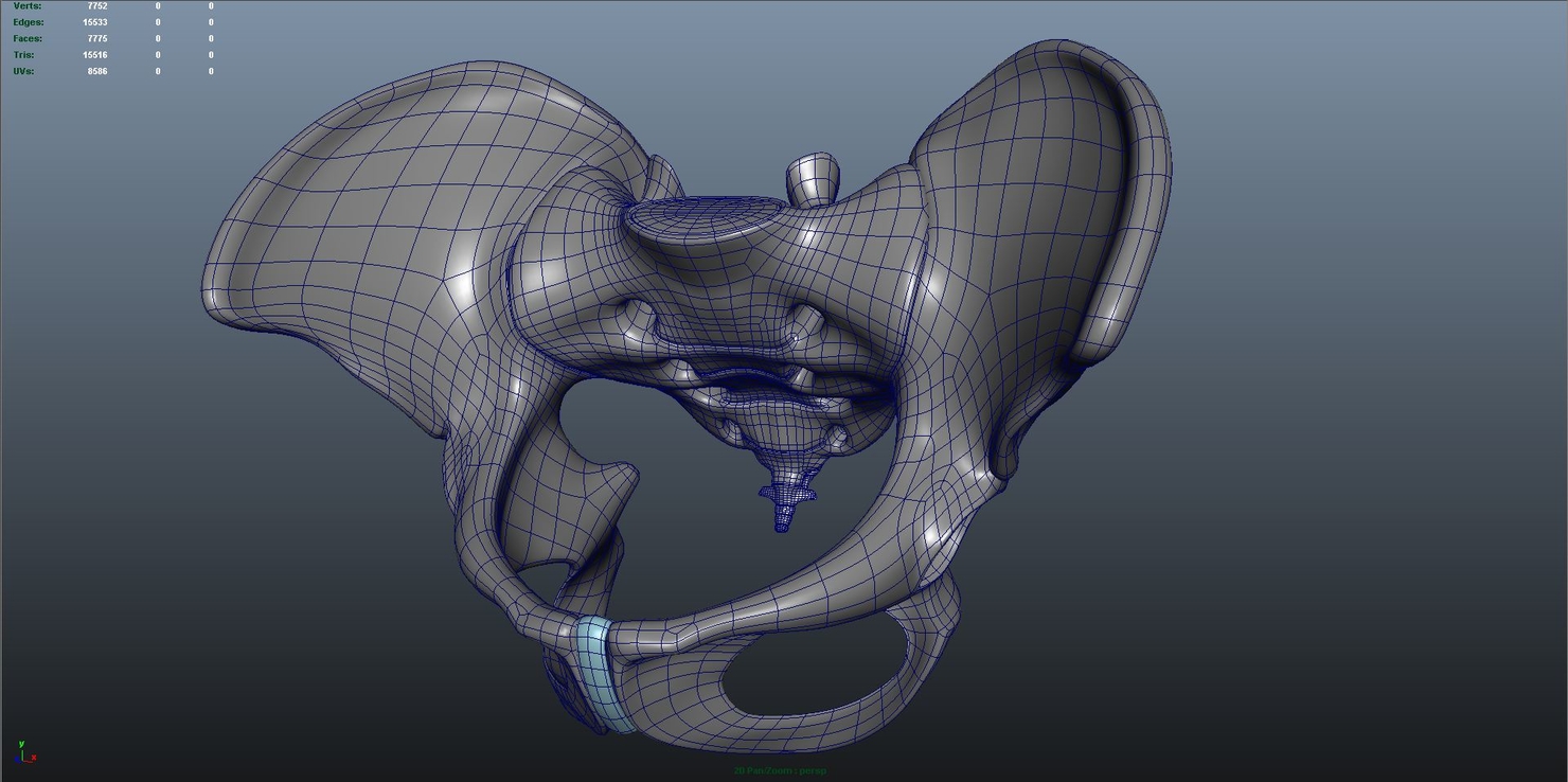 pelvic girdle 3d model