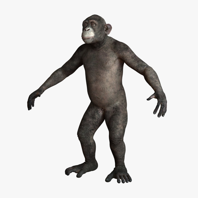 chimpanzee chimp 3d model