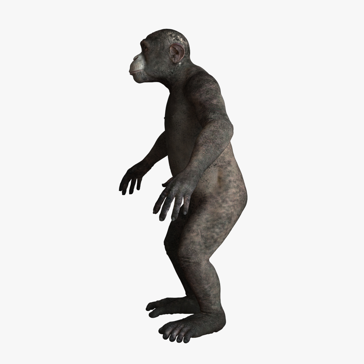 chimpanzee chimp 3d model