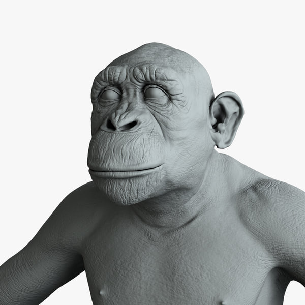 chimpanzee chimp 3d model