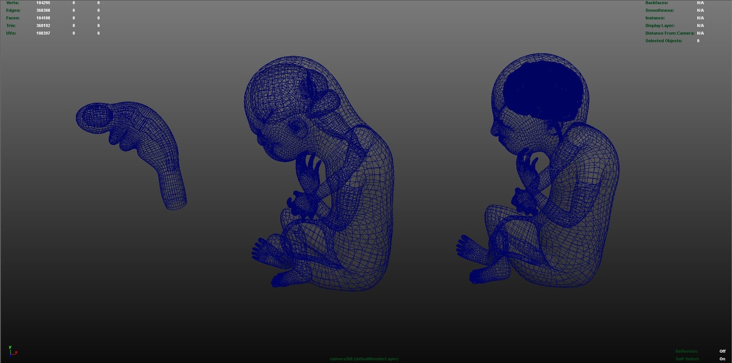 stages baby brain 3d model