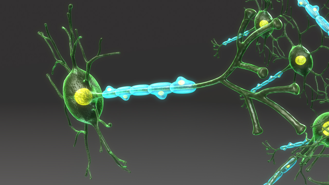Struktura Neuronu Model 3D - TurboSquid 1068144