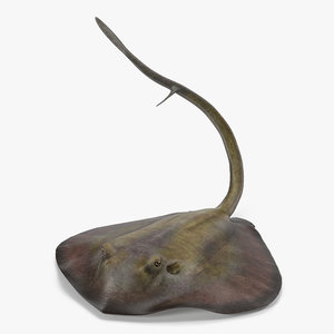 3D Stingray Models | TurboSquid