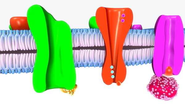 3d cell membrane model