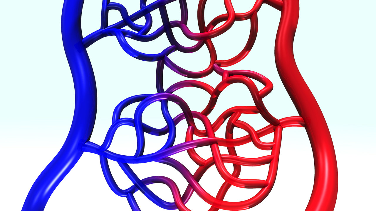 3d model arterys veins