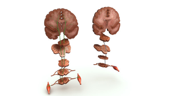 stages baby brain 3d model