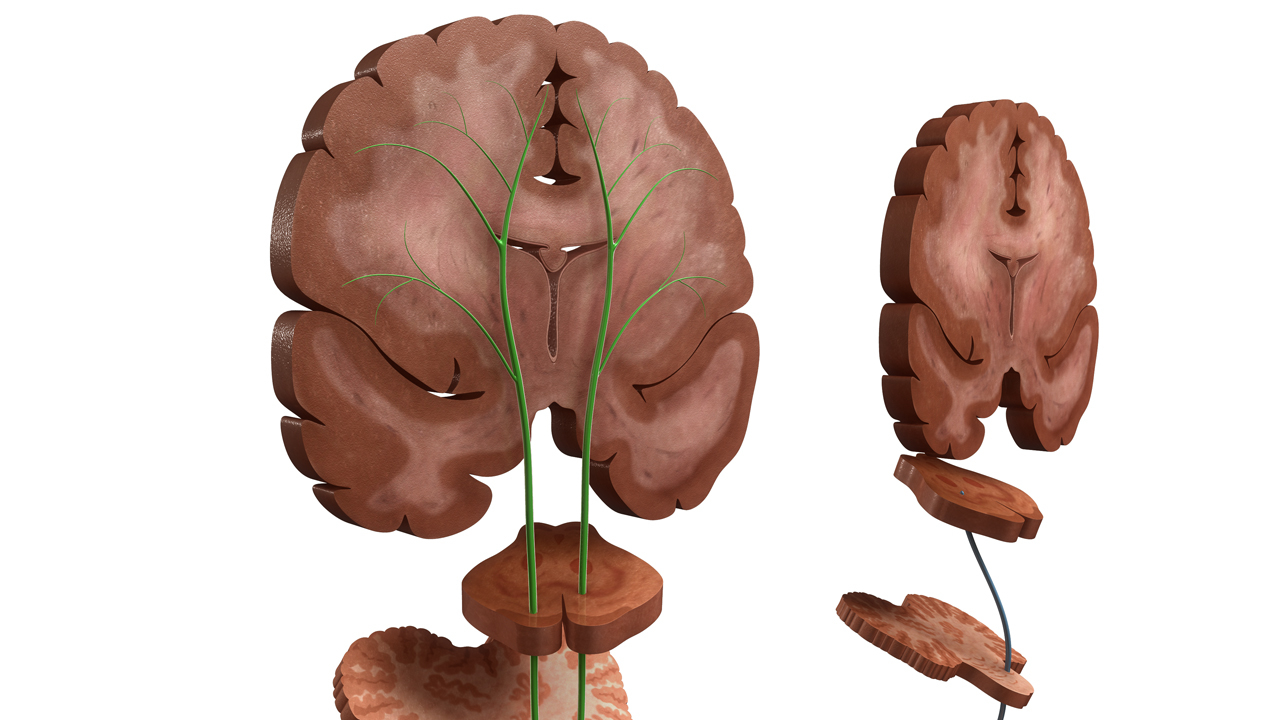 3d model motor areas brain