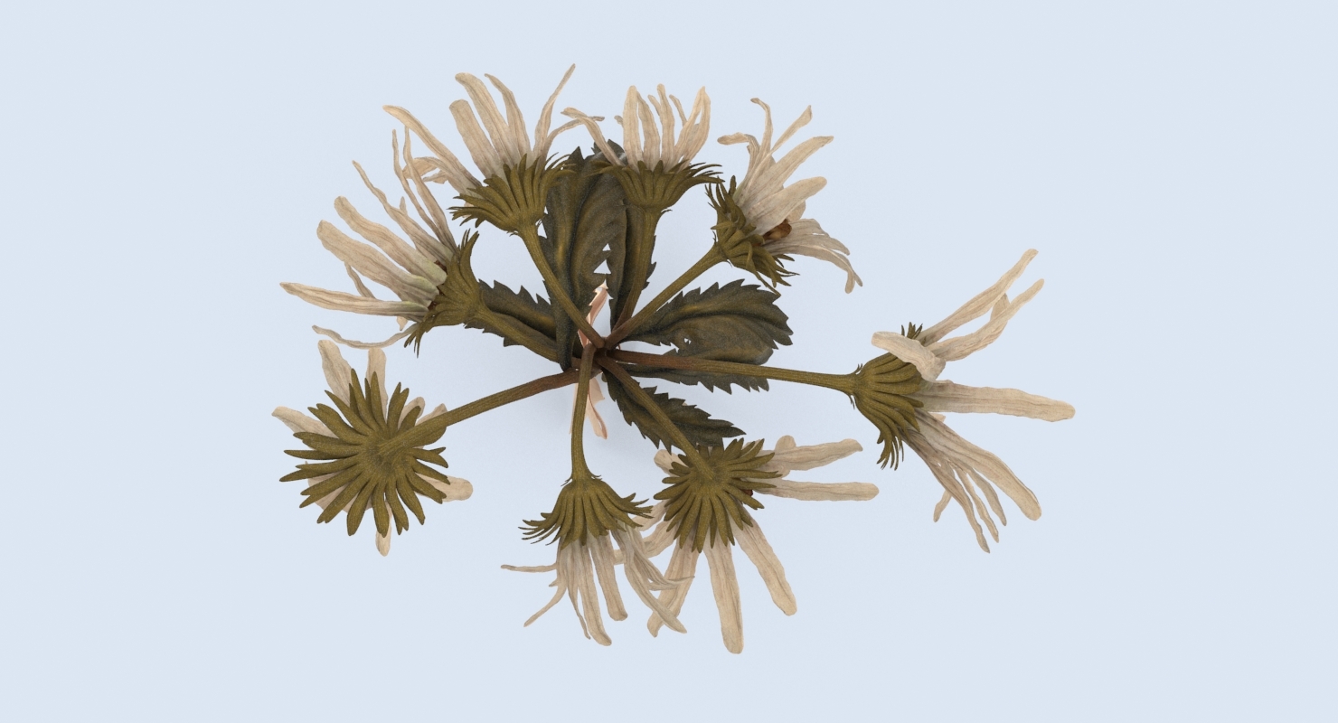 3d dead daisy bouquet