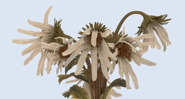 3d dead daisy bouquet