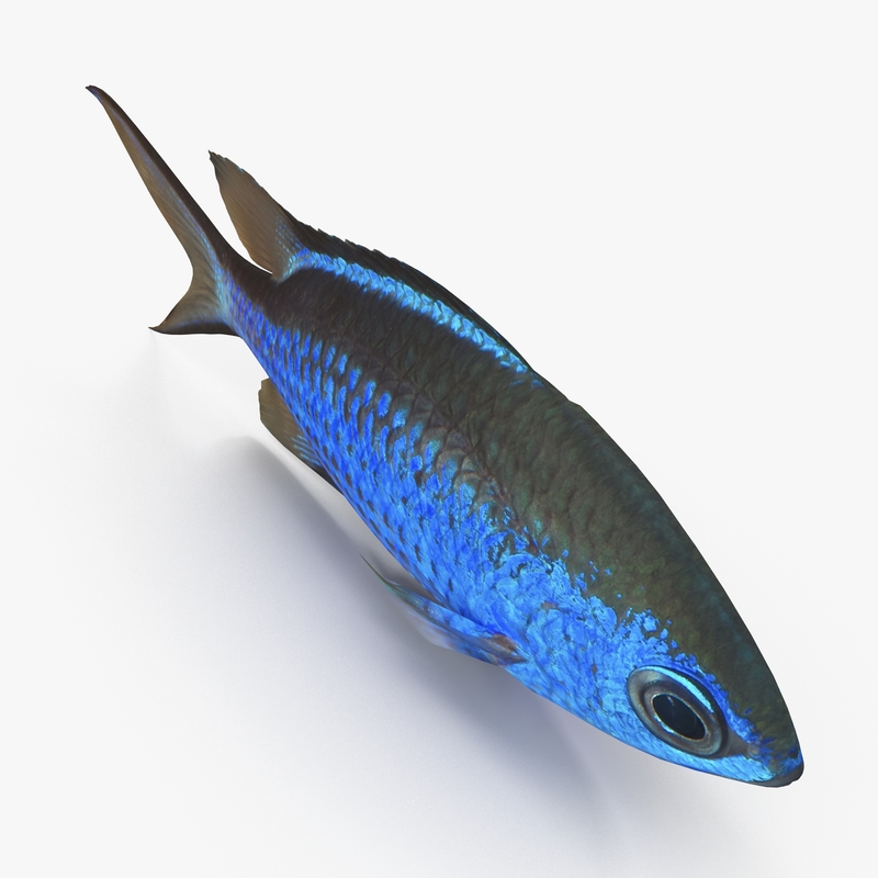 3ds blue chromis