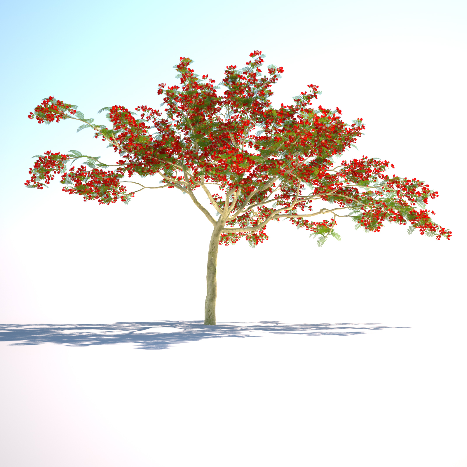 3d flamboyant tree royal