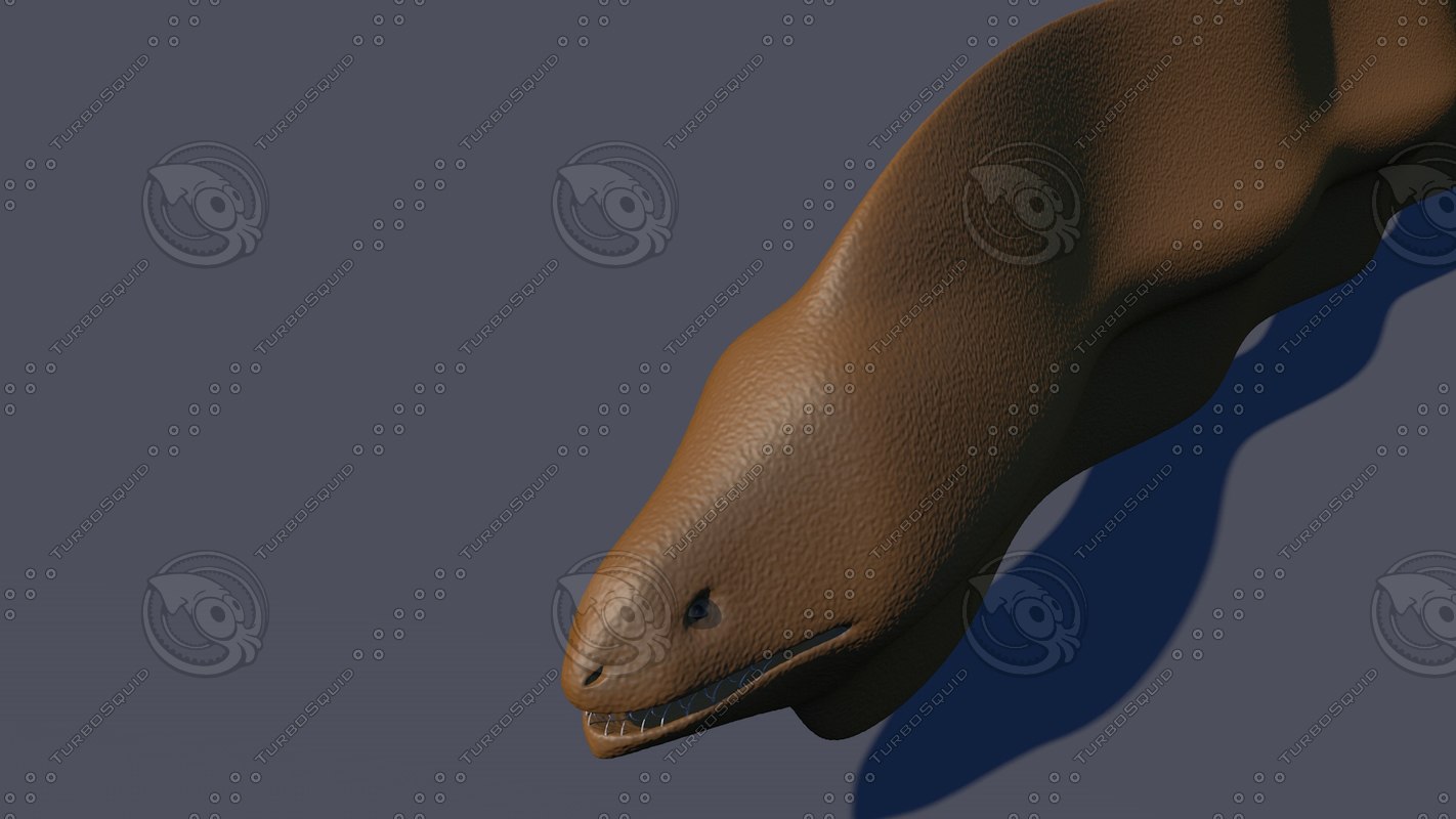3d model moray eel