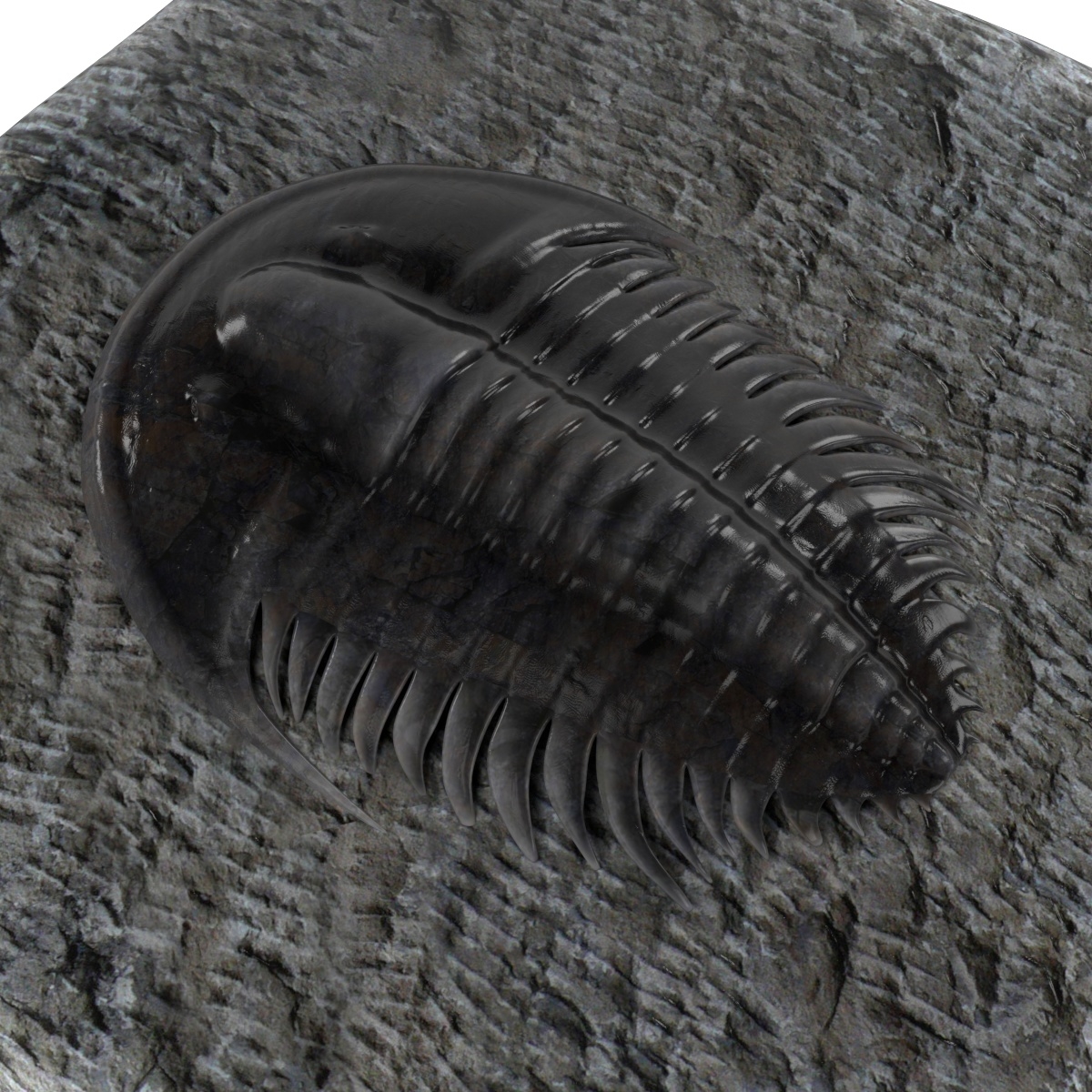 3d trilobite fossil model