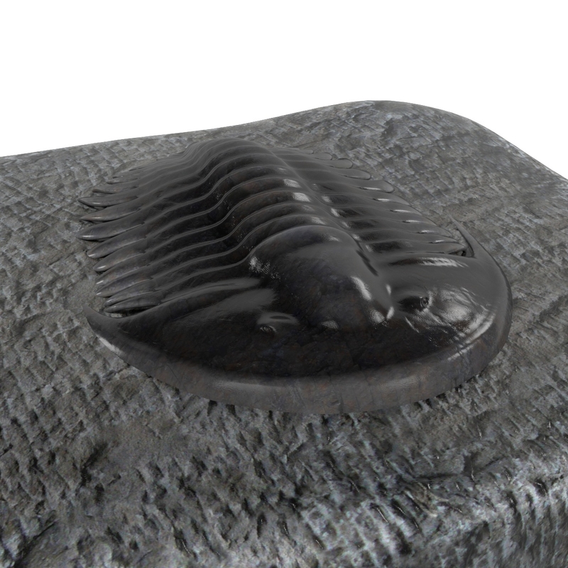 3d trilobite fossil model