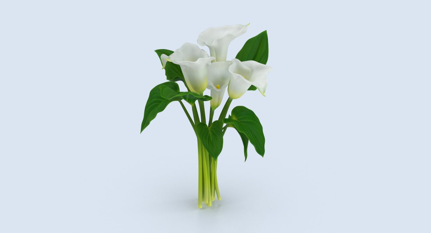calla lilies 3d model