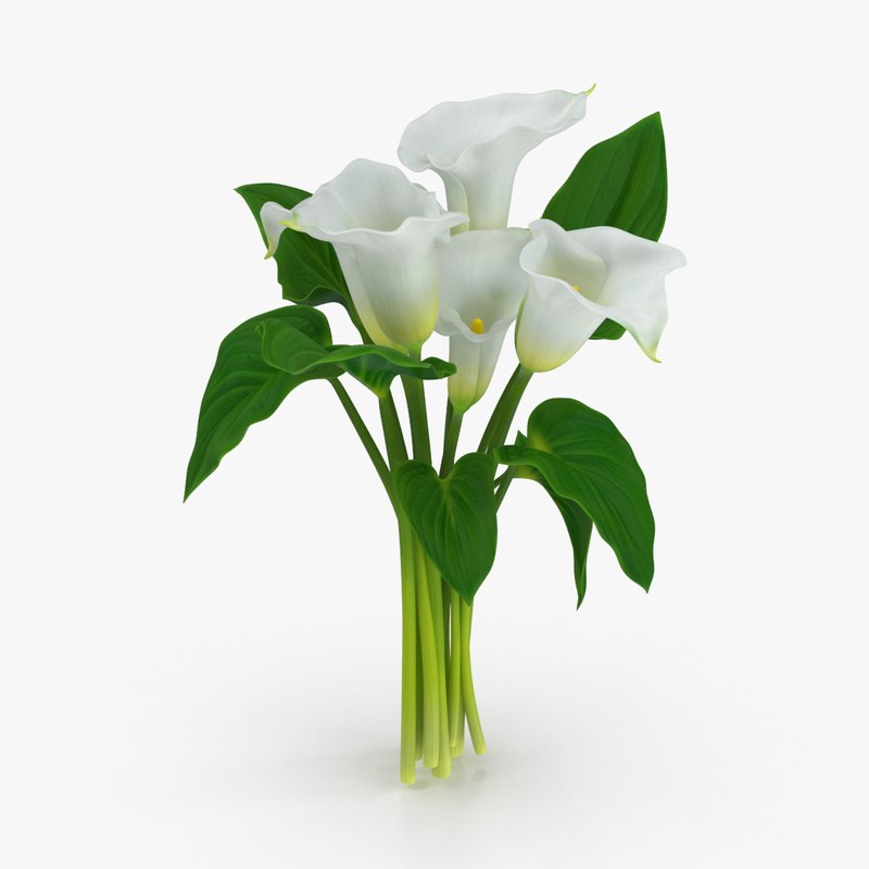 Lily 3D Models for Download | TurboSquid