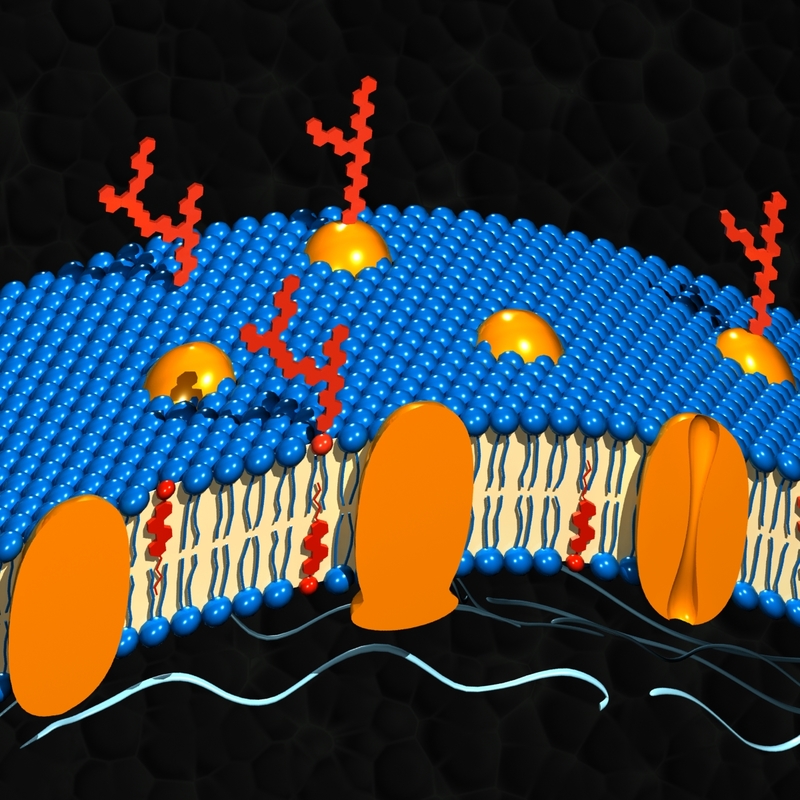 3d cell membrane model