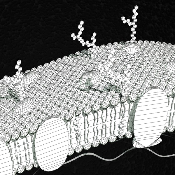 3d cell membrane model