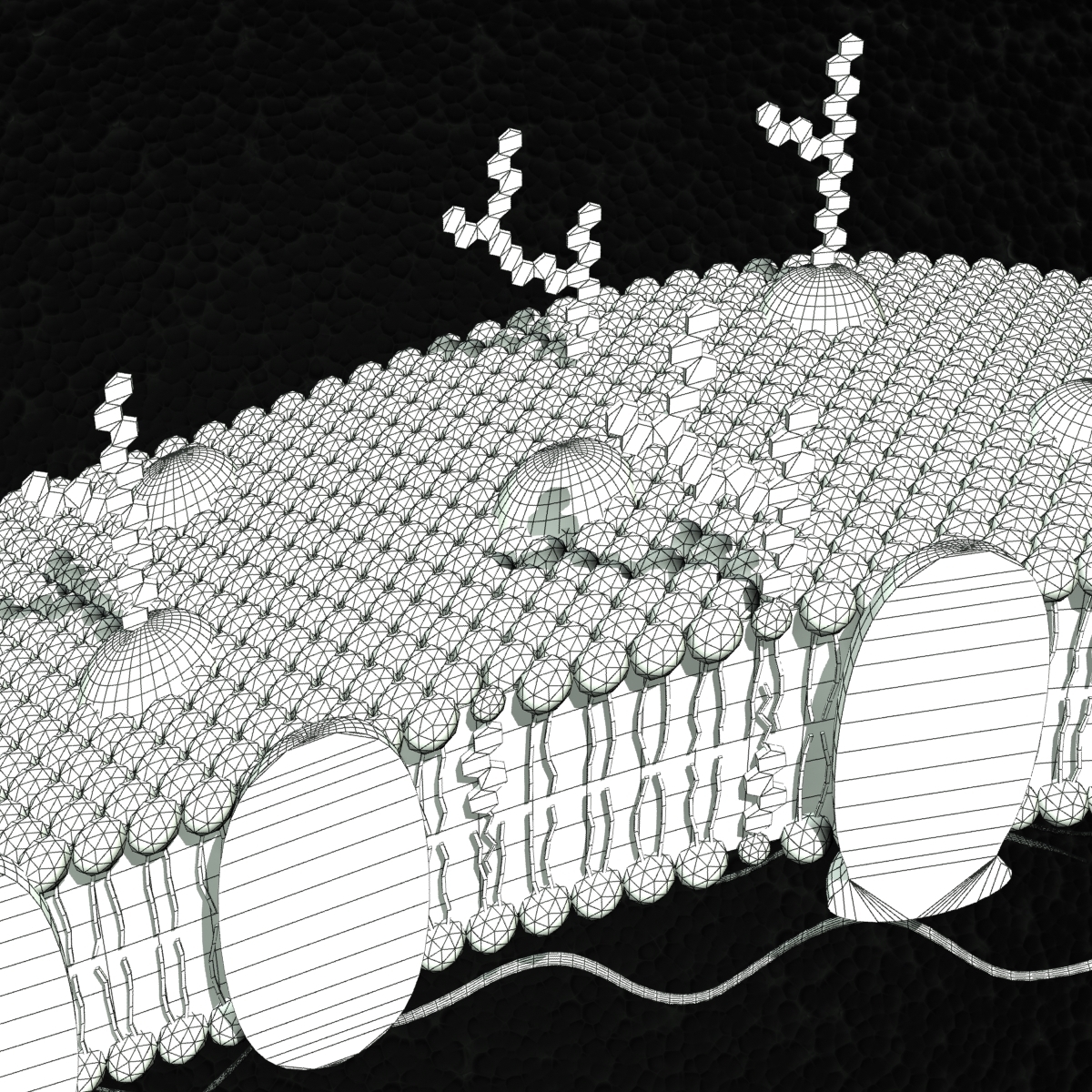 3d cell membrane model