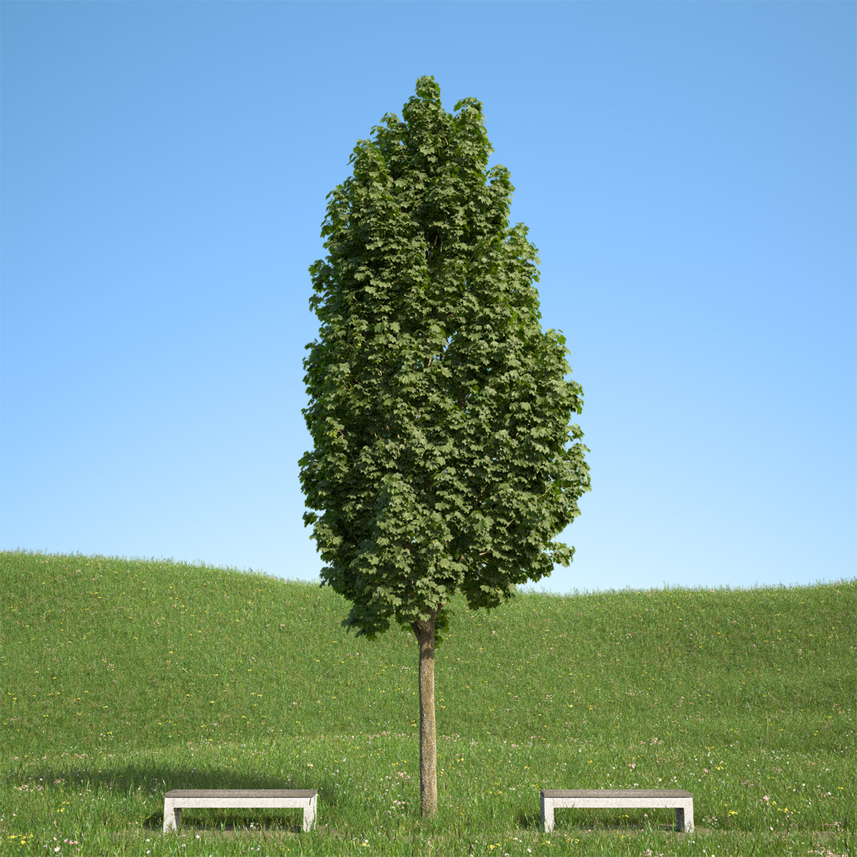 3d norway maple tree columnar