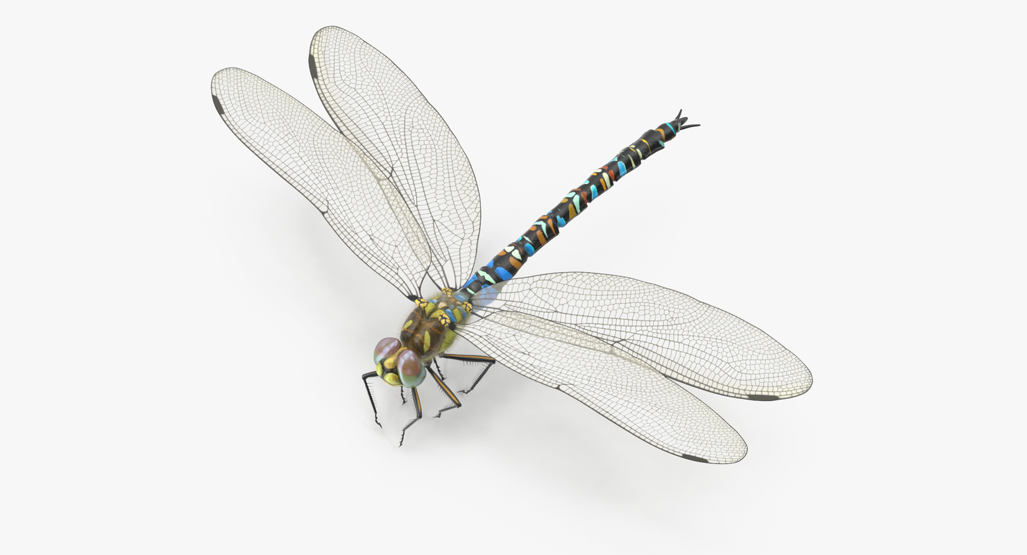 3d dragonfly 3 poses model