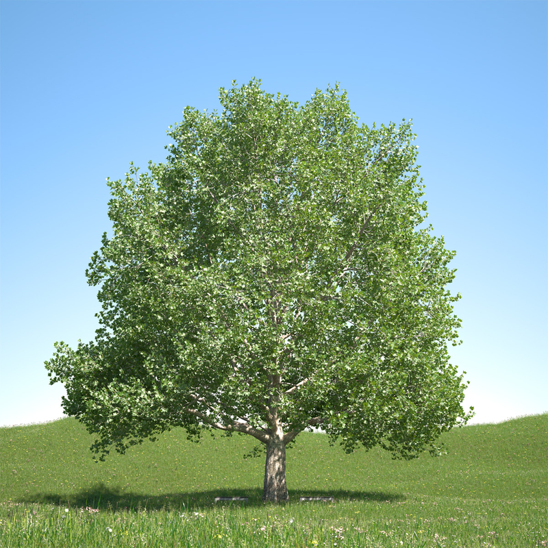 max large plane tree