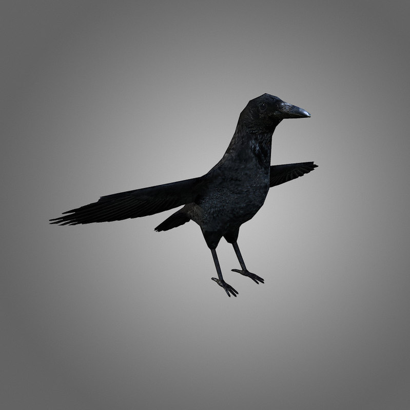 crow low-poly 3d 3ds