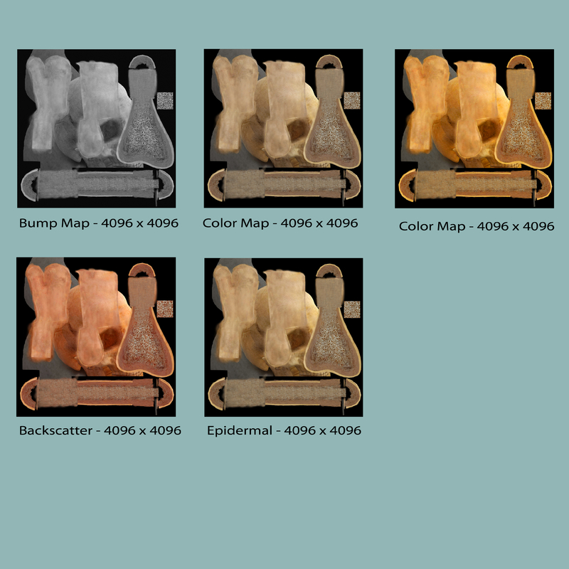 3d model bone anatomy